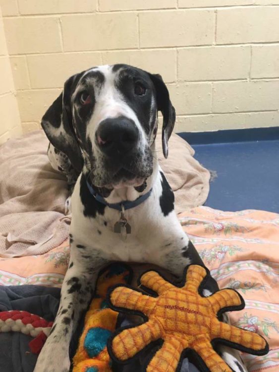 Great Danes For Adoption | Arf Arf Bark Bark Rescue Foundation